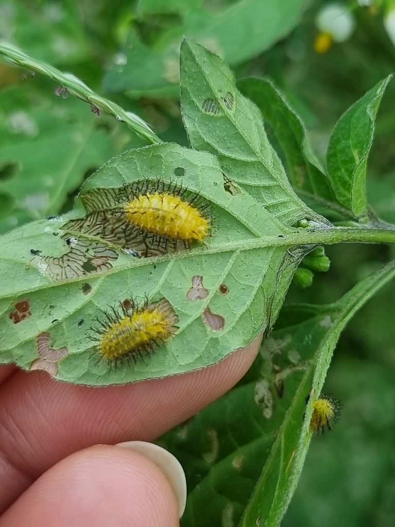 The Hadda Beetle: A Hidden Threat to Your Solanaceous Crops – The IPM Lab