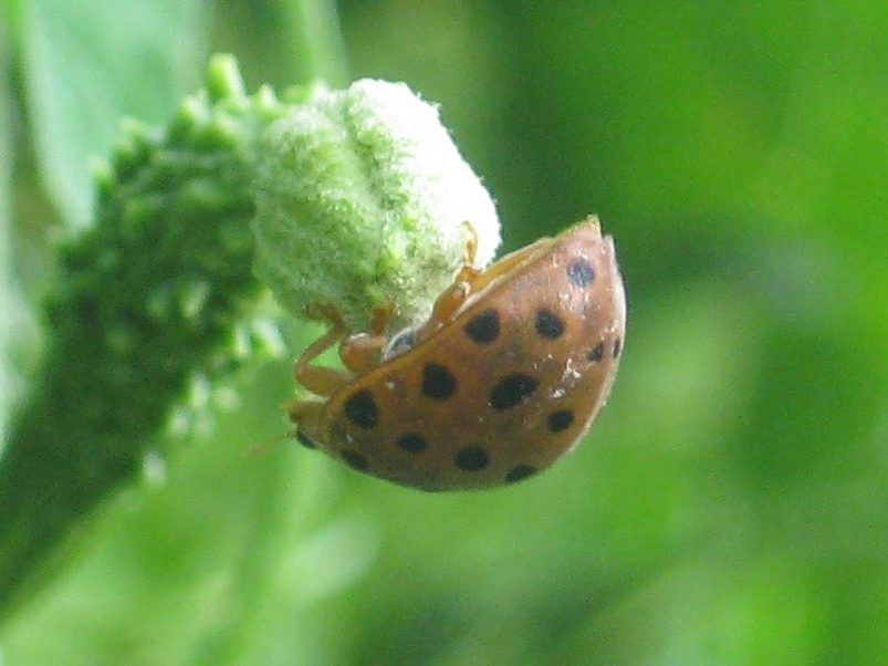 The Hadda Beetle: A Hidden Threat to Your Solanaceous Crops – The IPM Lab